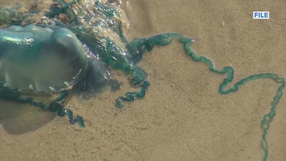 Stinging creatures on beaches in Galveston | khou.com