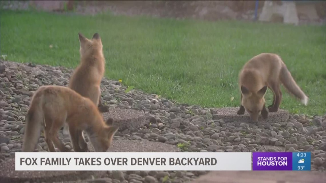 Family of foxes visit Denver home to play each night | khou.com