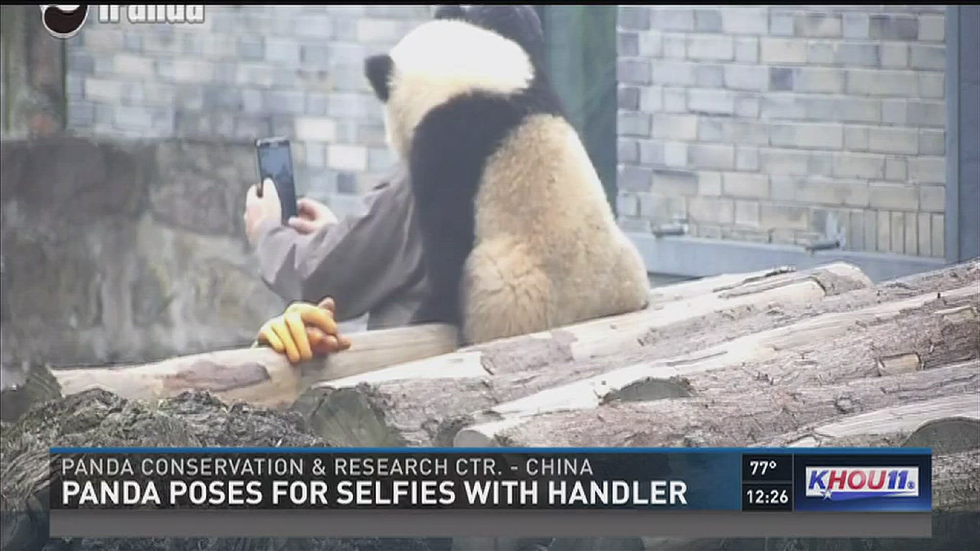 Panda poses for selfies with handler | khou.com