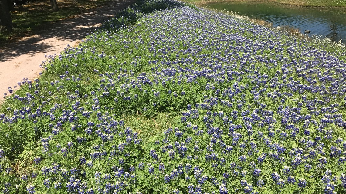 Where to find bluebonnets in Houston | khou.com