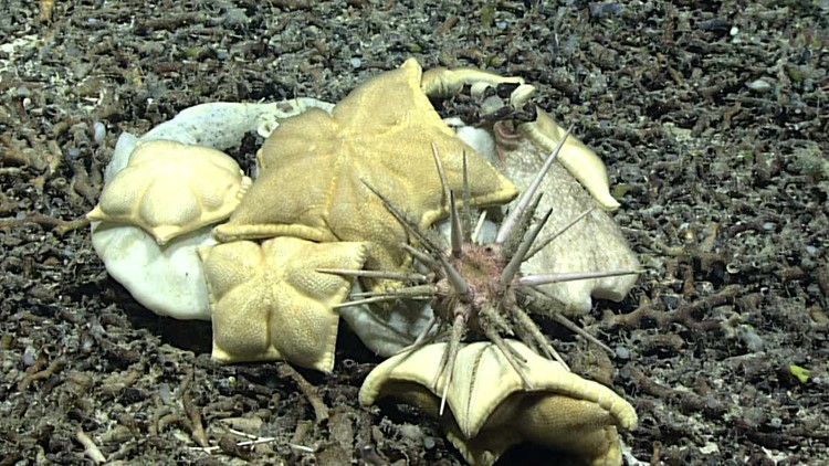 This 'ravioli' starfish looks just like stuffed pasta but don't eat it ...
