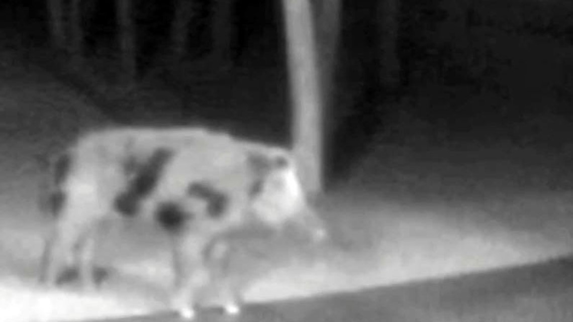 Wild hog killed after attacking Montgomery County dogs | khou.com