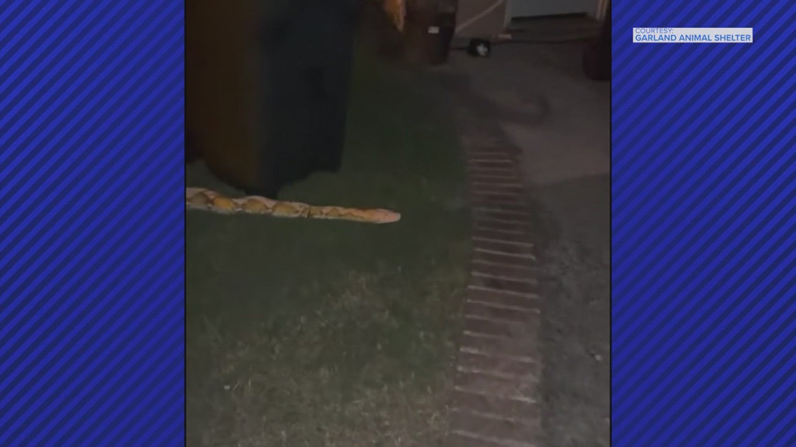 North Texas animal control captures 15-foot Python despite 'multiple ...