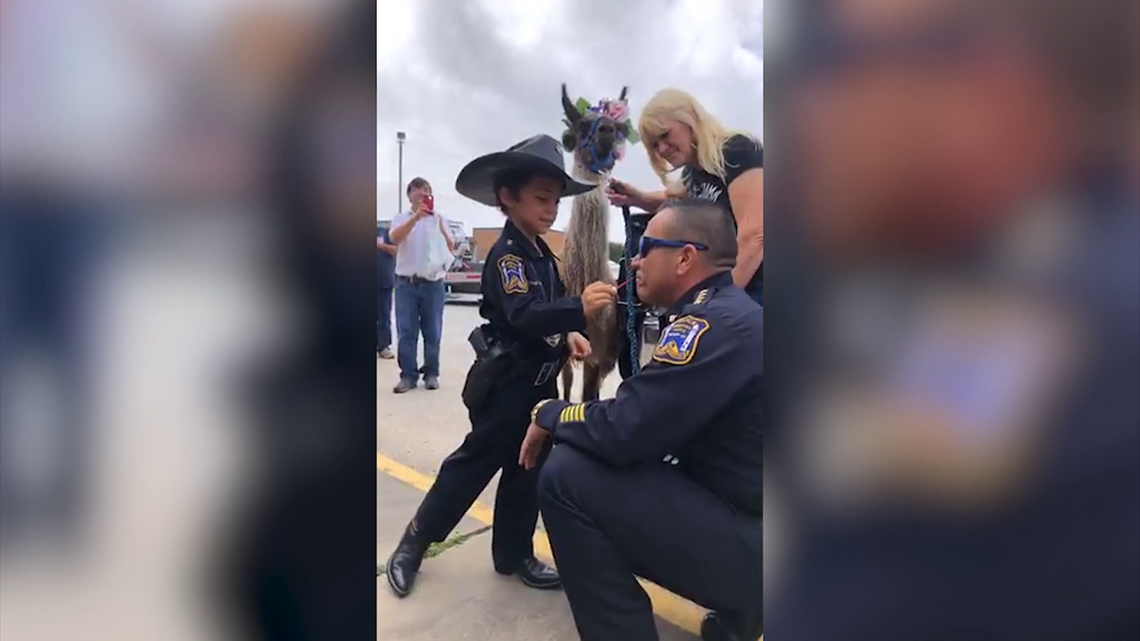 Video: Officer Abigail by Freeport PD chief's side as he kisses a llama ...