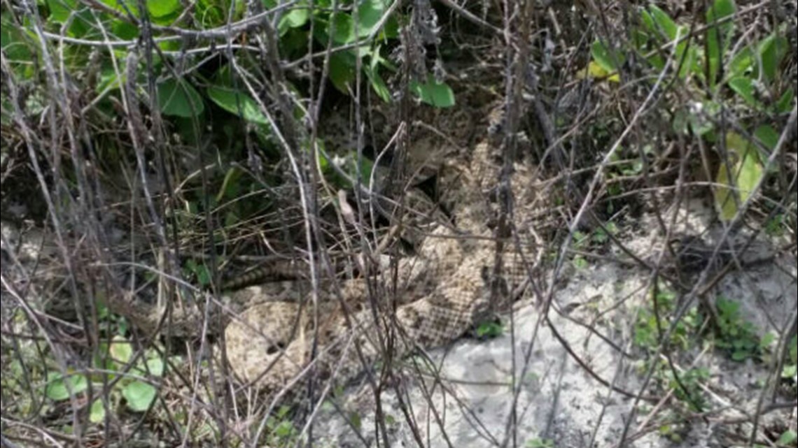 Watch your step! Rattlesnakes spotted along beach access path | khou.com