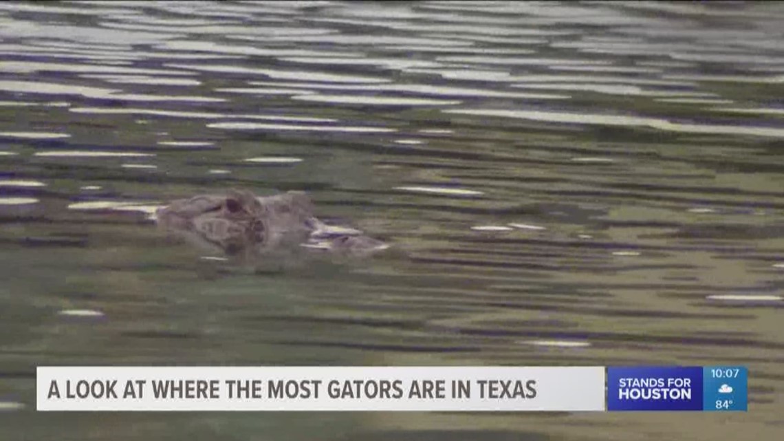 A look at where the most gators are in Texas | khou.com