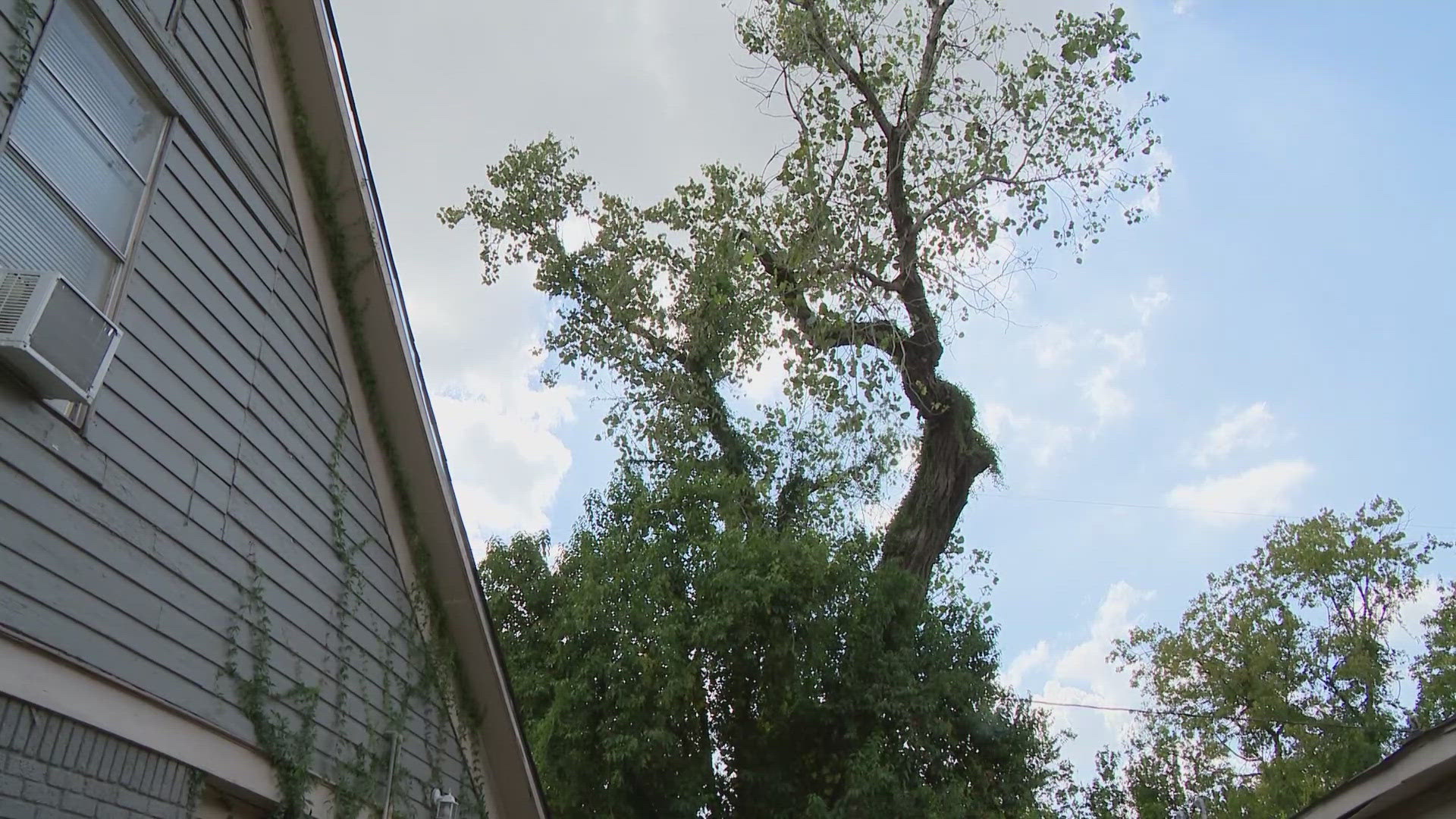 Third Ward homeowner battles neighbor's tree damage for 3 years | khou.com