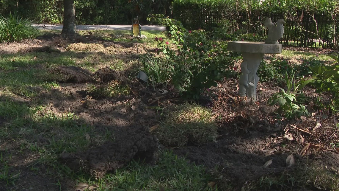 Texas animals | Wild hogs terrorizing Montgomery County residents ...