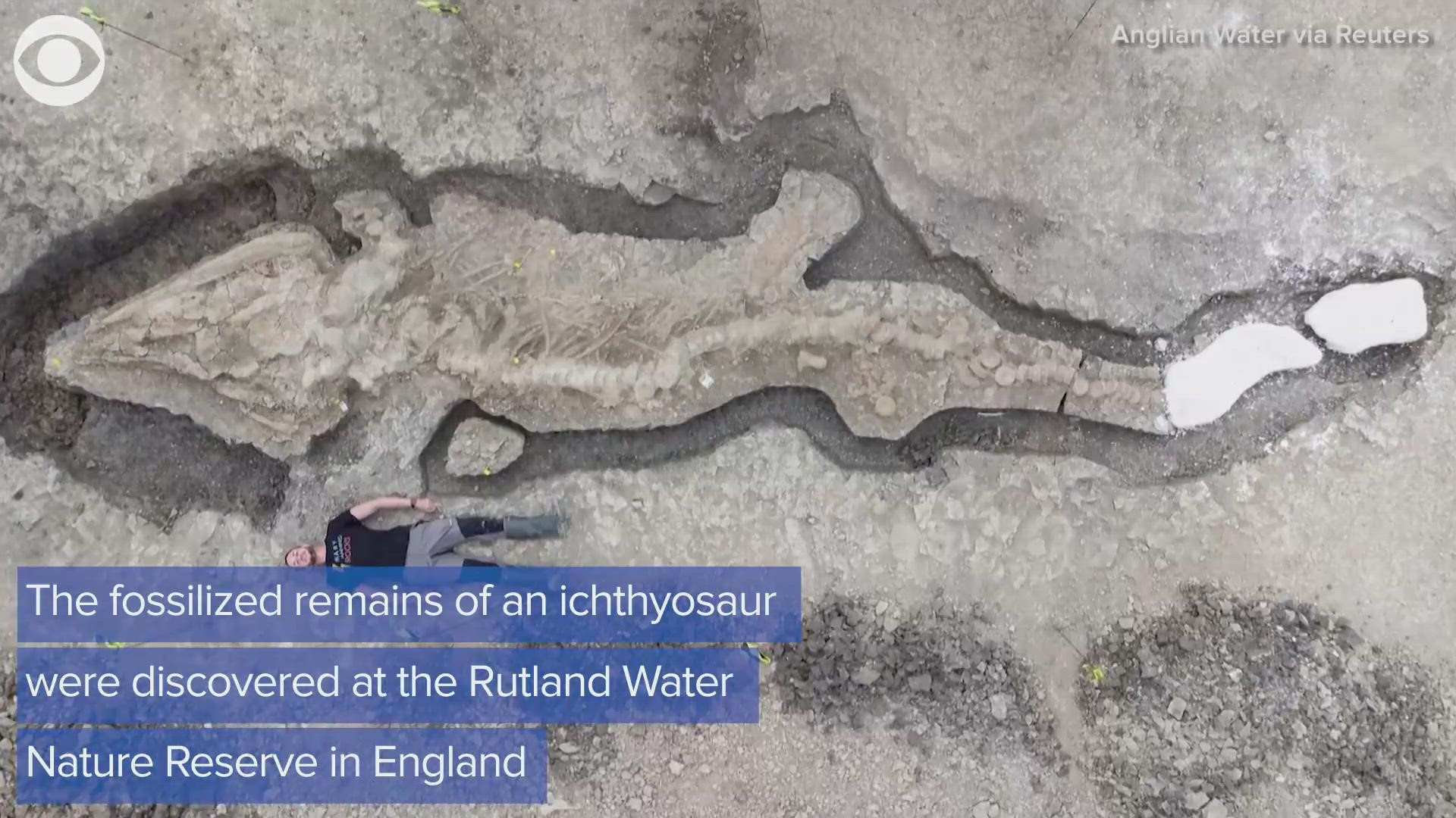 'Sea dragon' fossil discovered in the U.K. | khou.com