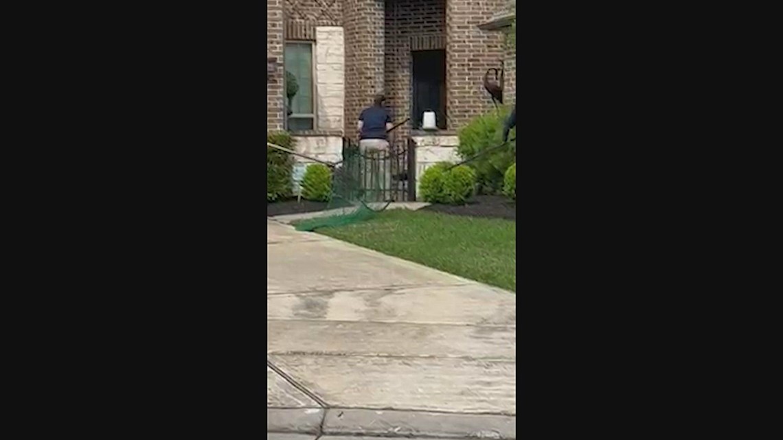 Raw video: Peacock taken into custody, to be returned to owner | khou.com