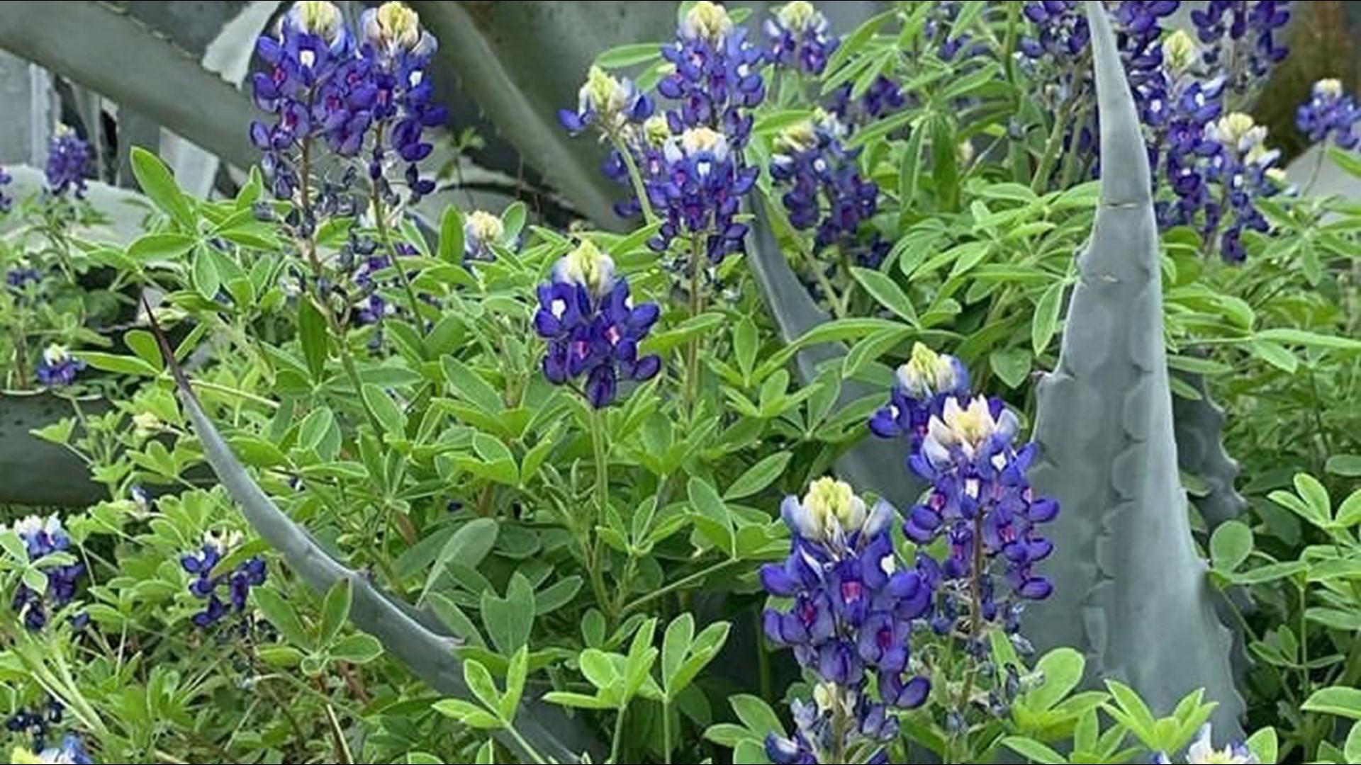 Where to find bluebonnets in Houston | khou.com