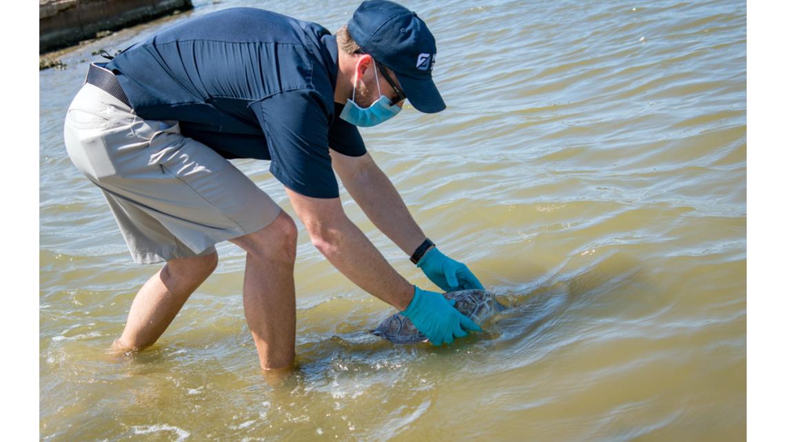 Houston Zoo releases sea turtles back into the wild | khou.com