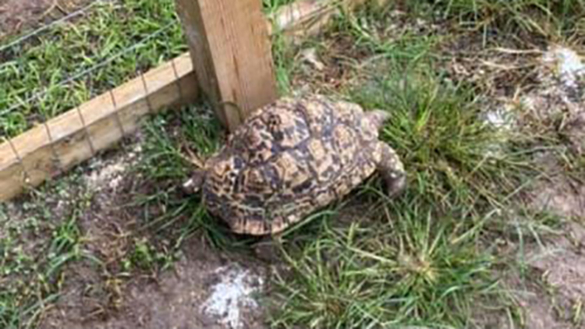 Sheldon the tortoise returned unharmed to zoo in Alvin | khou.com