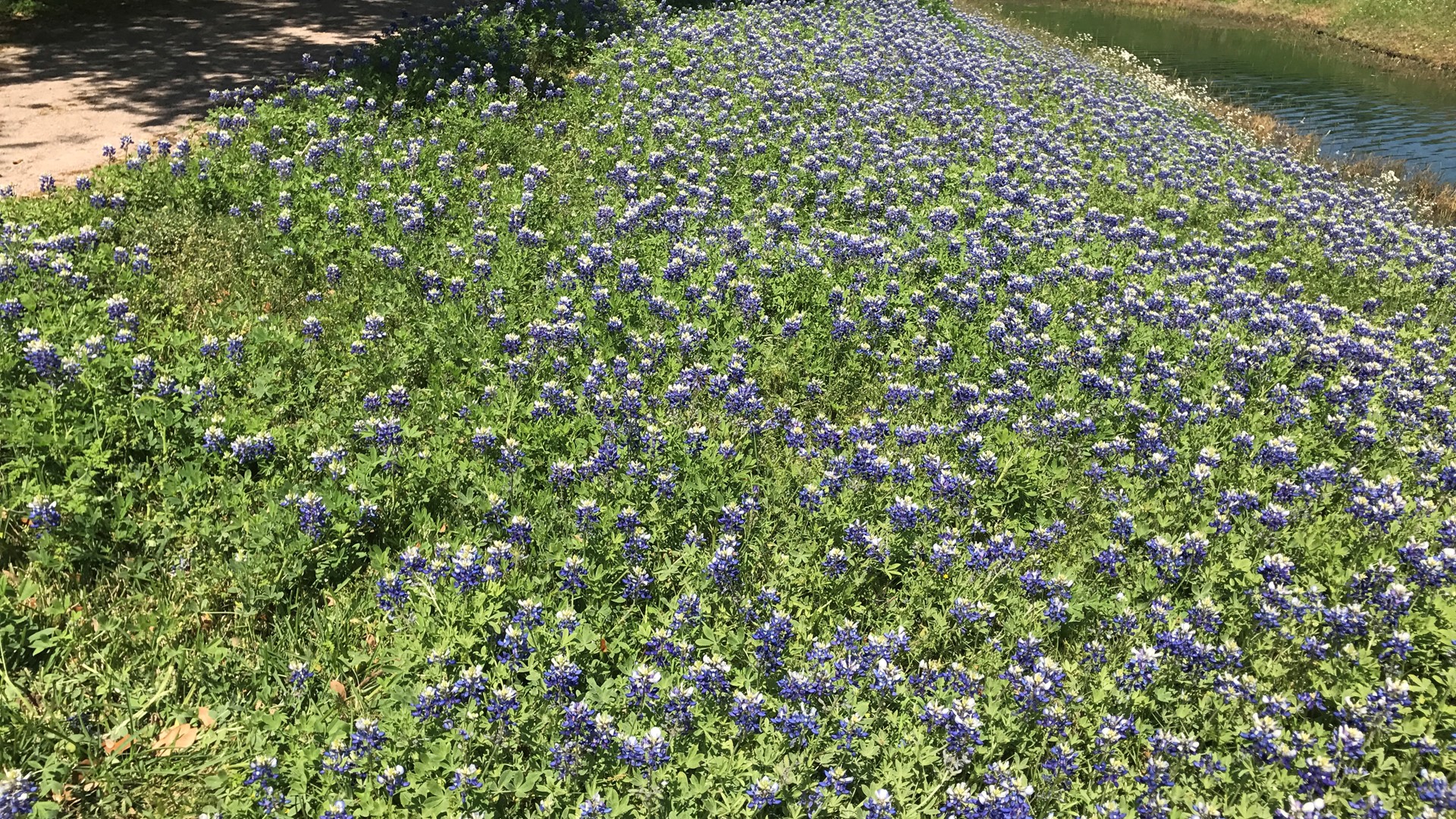 Where are the best places near Houston to see wildflowers? | khou.com