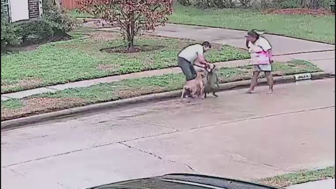 Katy dog attack: 2 dogs shot after attacking 2 people | khou.com