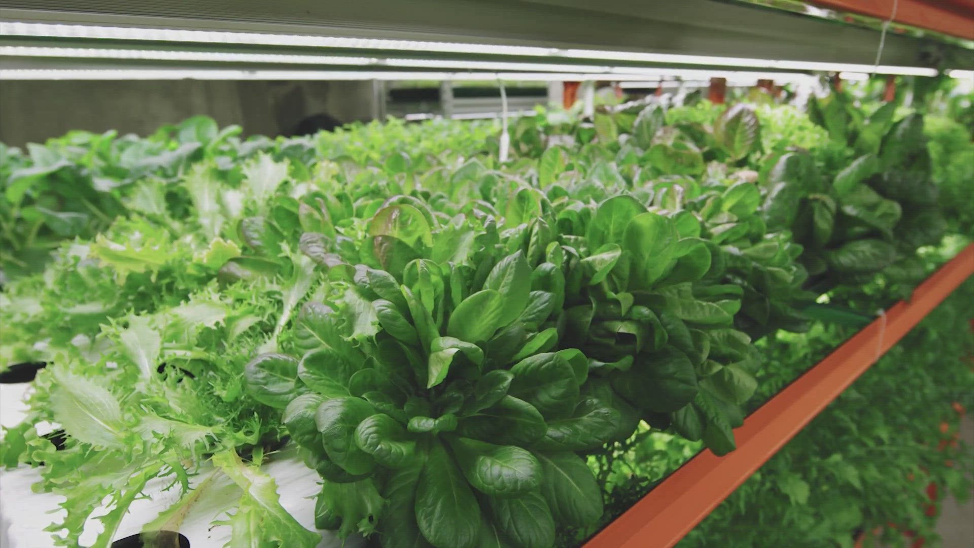 Vertical farming creates unique way to grow food | khou.com