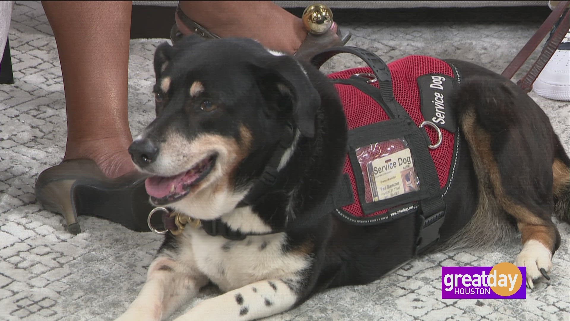 Service dogs are helping Houston Veterans live a better quality life ...