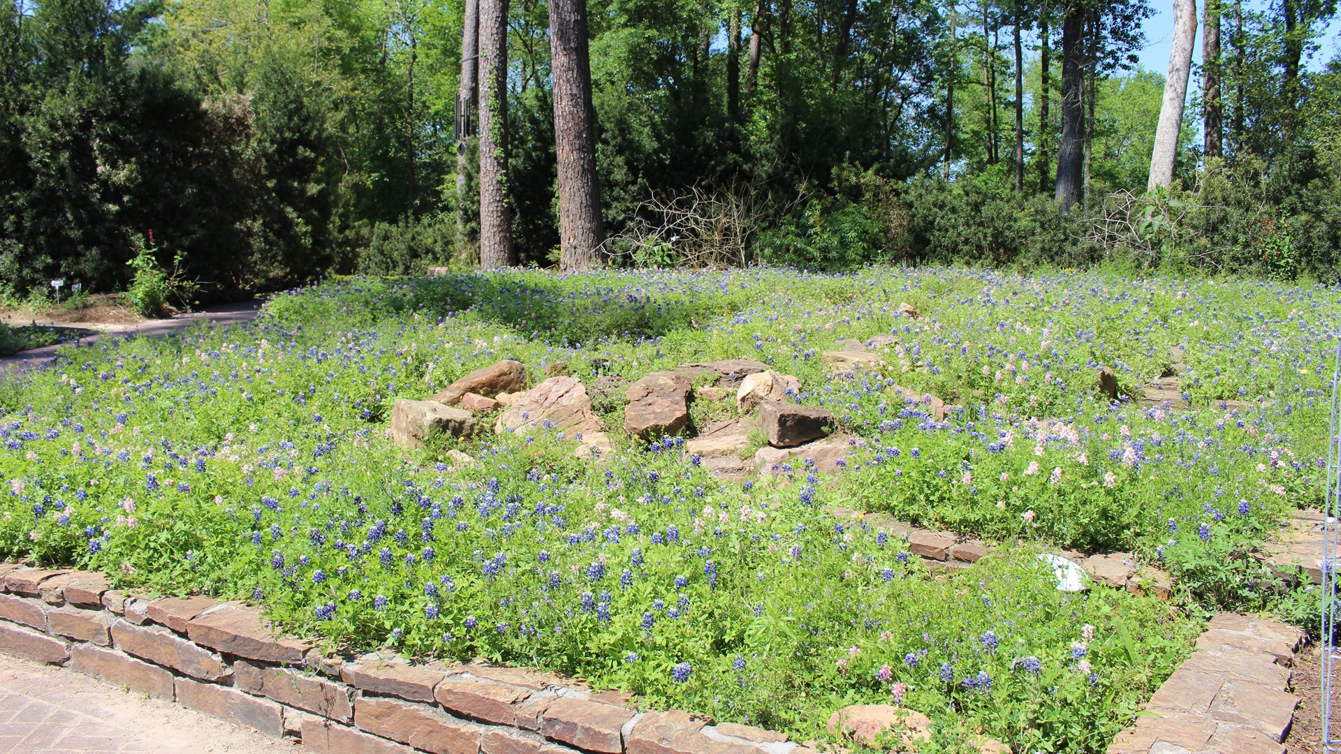 Where to find bluebonnets in Houston | khou.com