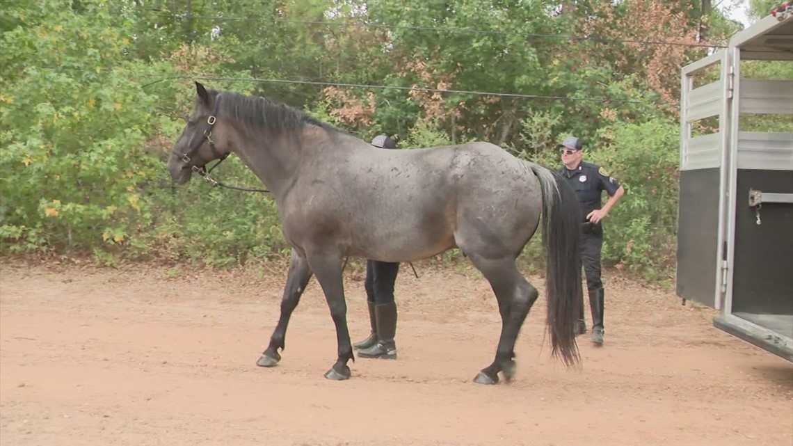 HPD mounted patrol horse retires | khou.com