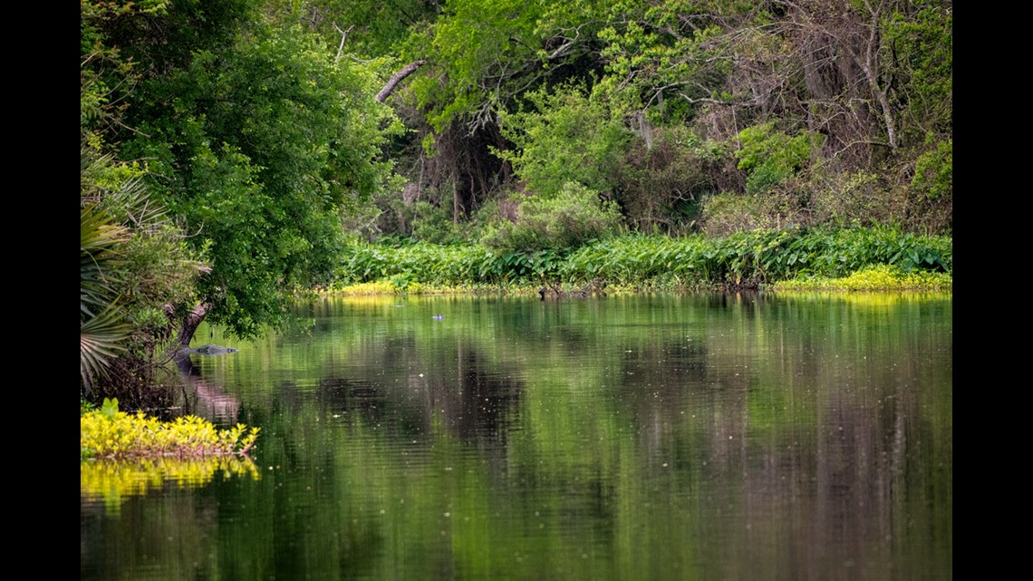 Houston Zoo's Texas Wetlands opens May 24th with bald eagles ...
