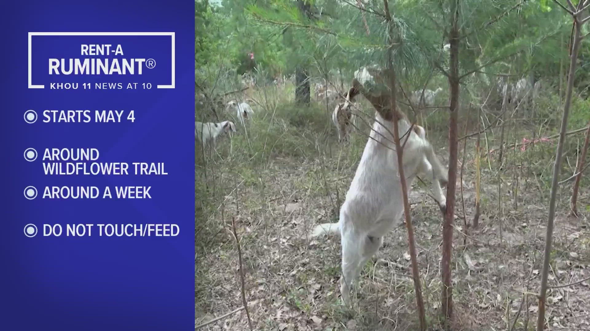Goats to 'mow' area in Houston Arboretum | khou.com