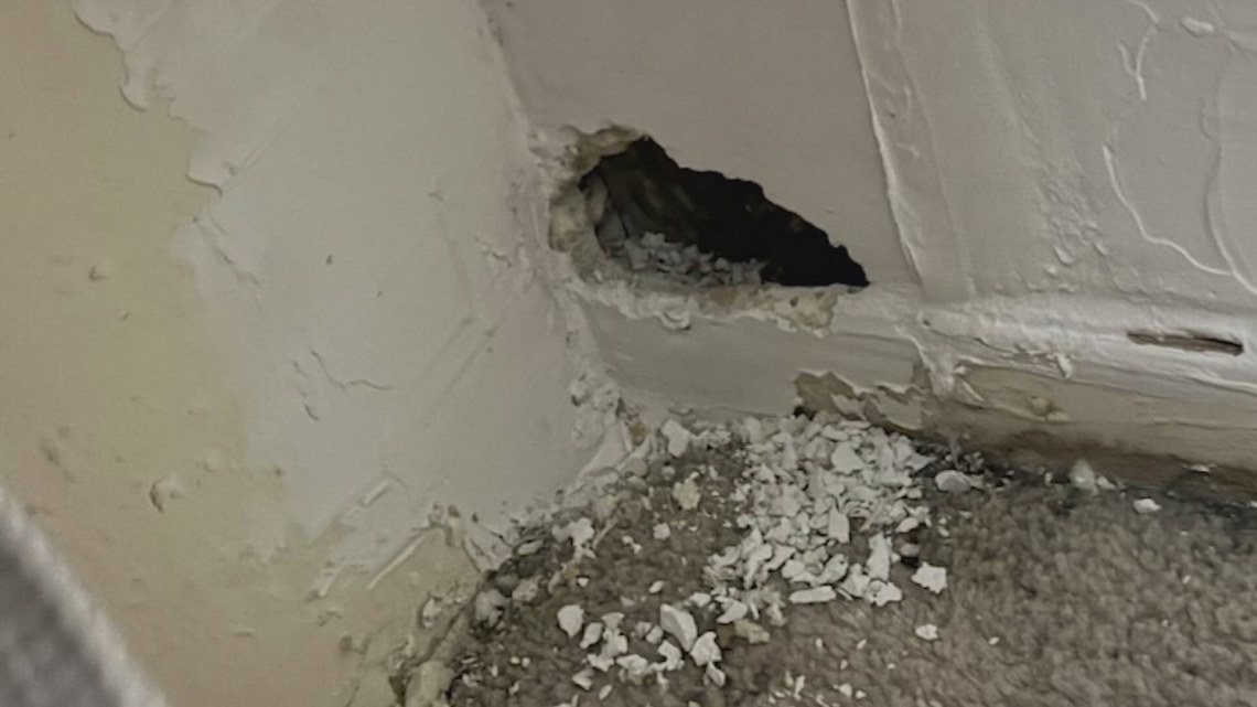 Friendswood woman battles rat infestation at Baywood Apartments | khou.com