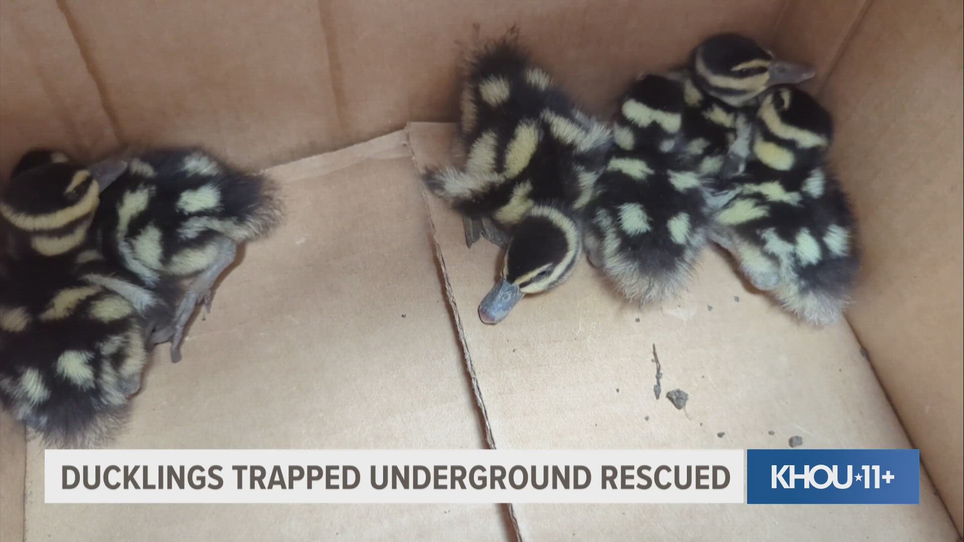 Firefighters rescue ducklings trapped underground Houston hospital ...
