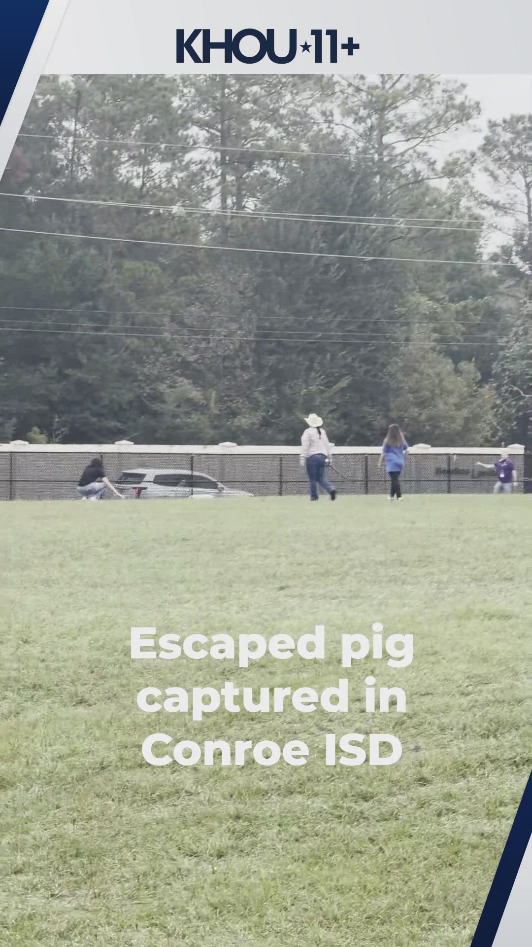 Escaped pig captured! | khou.com