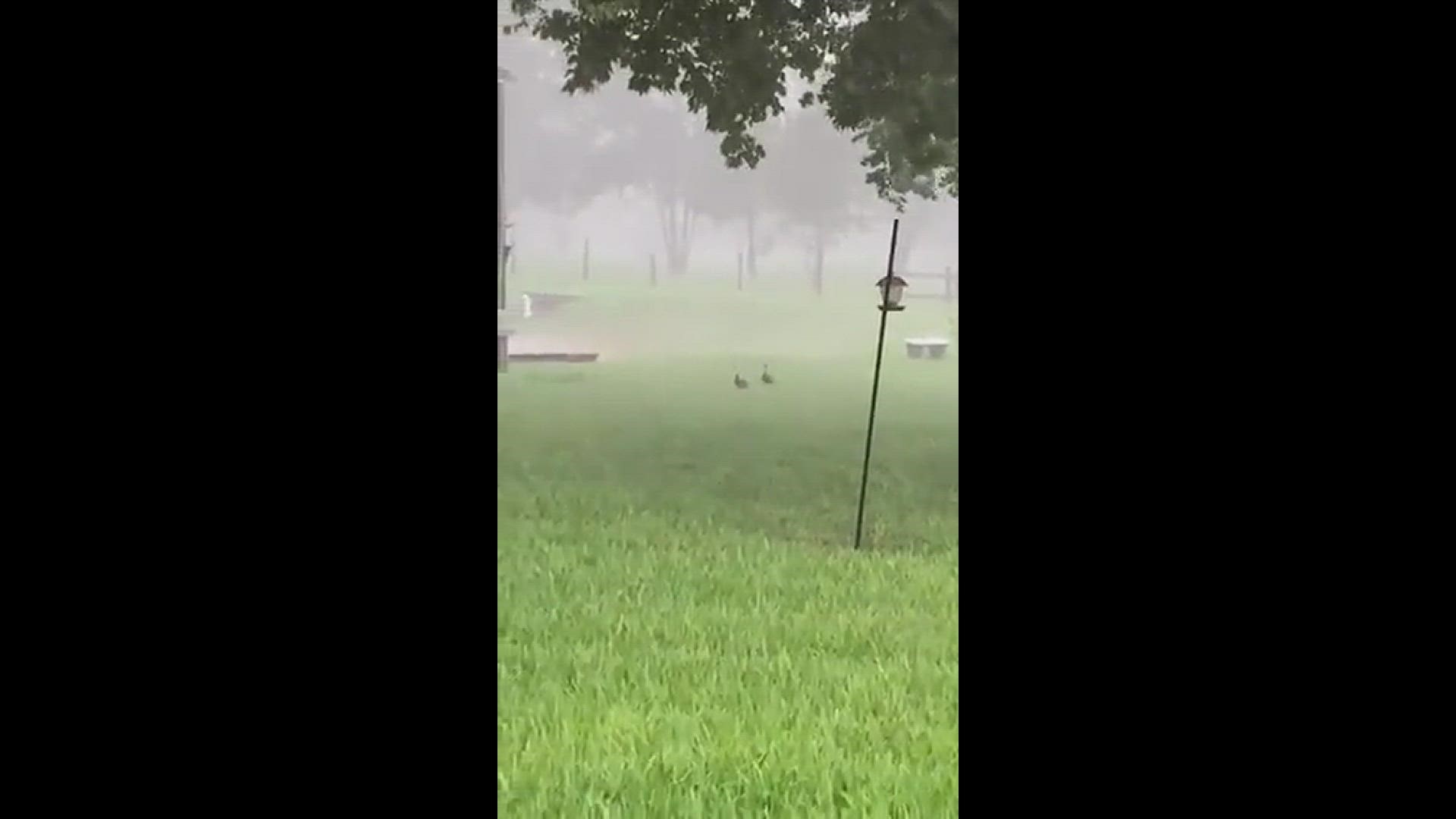 Hail and ducks | khou.com