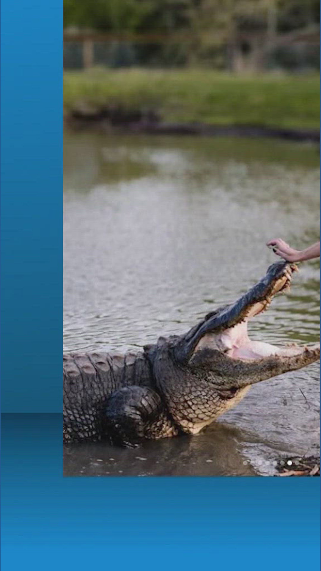 Viral graduation photos show woman kissing alligator in Beaumont | khou.com