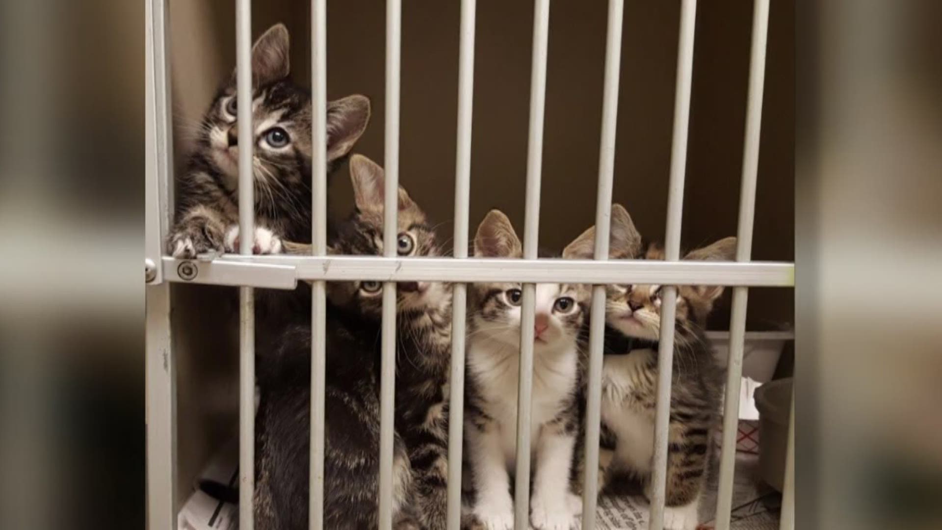 Adorable kittens ready for adoption at Harris Co. Animal Shelter | khou.com