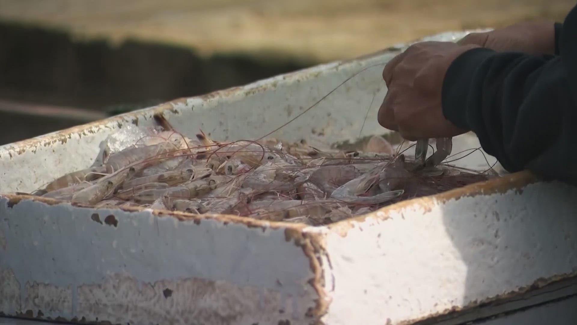 Most Galveston restaurants serve foreign shrimp despite Gulf claims ...