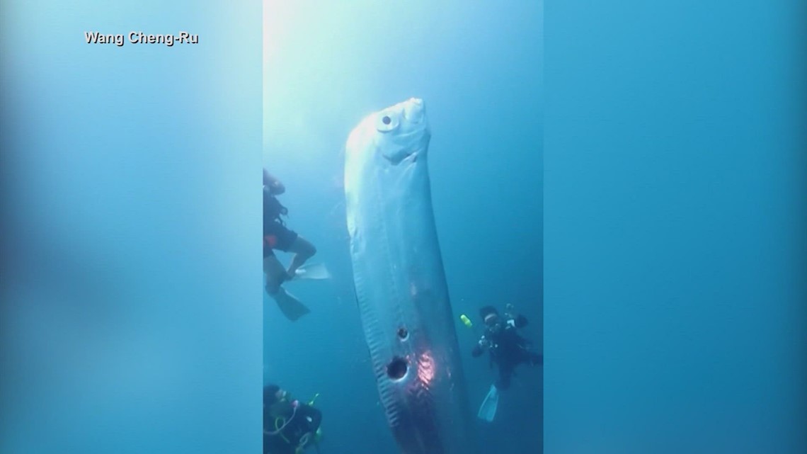Massive deep sea Oarfish spotted off the coast of Taiwan | khou.com