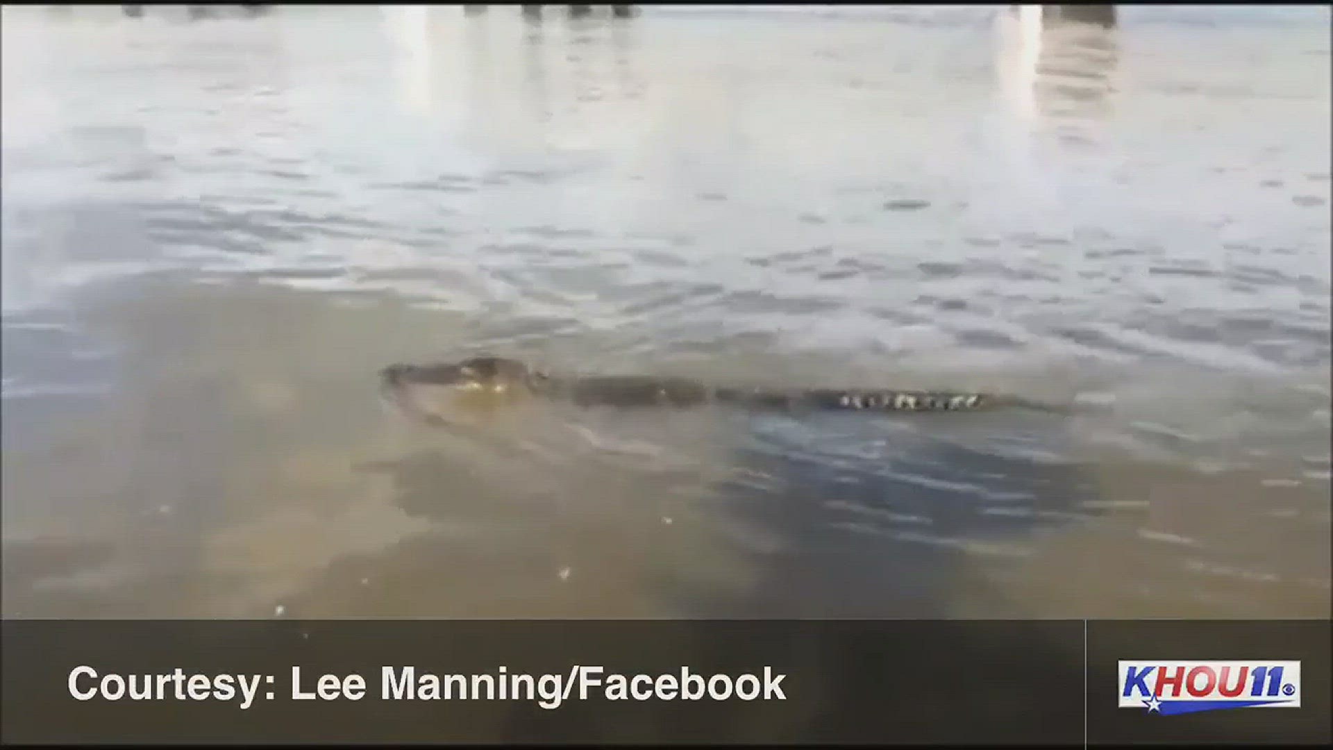 Watch: Gator sighting on Lake Houston | khou.com