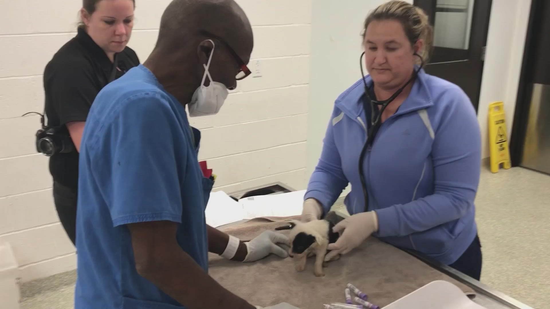 Houston SPCA rescues 26 dogs, cats from 'horrific conditions' | khou.com