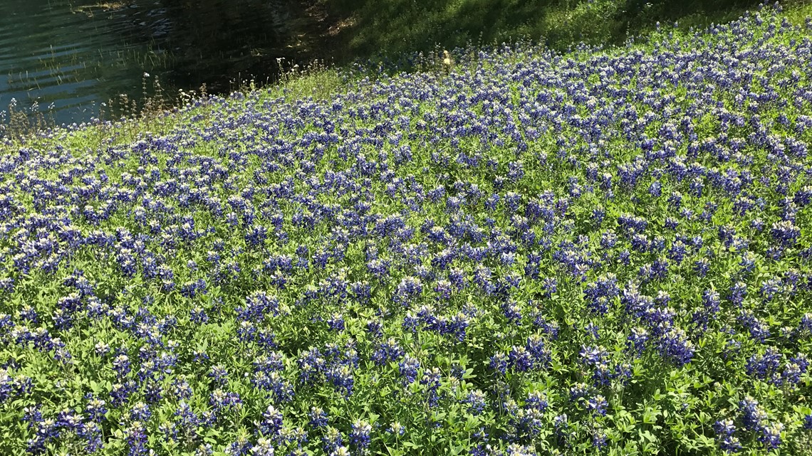 Where to find bluebonnets in Houston | khou.com