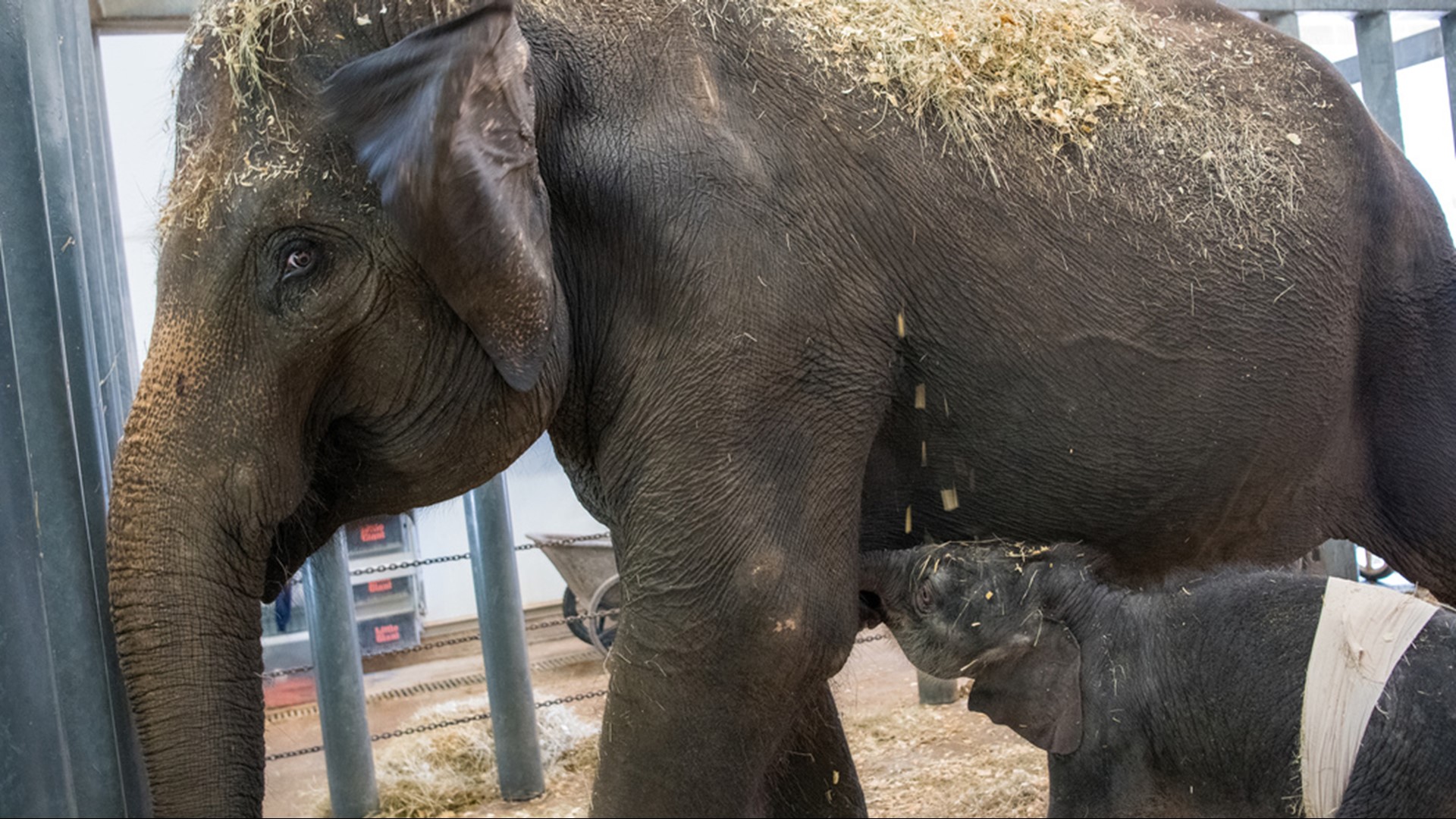 Houston Zoo welcomes baby elephant Nelson | khou.com