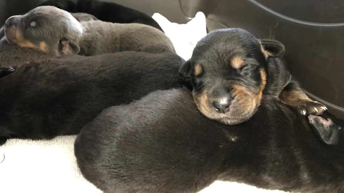 Houston Humane Society takes custody of 33 Rottweiler mixes | khou.com