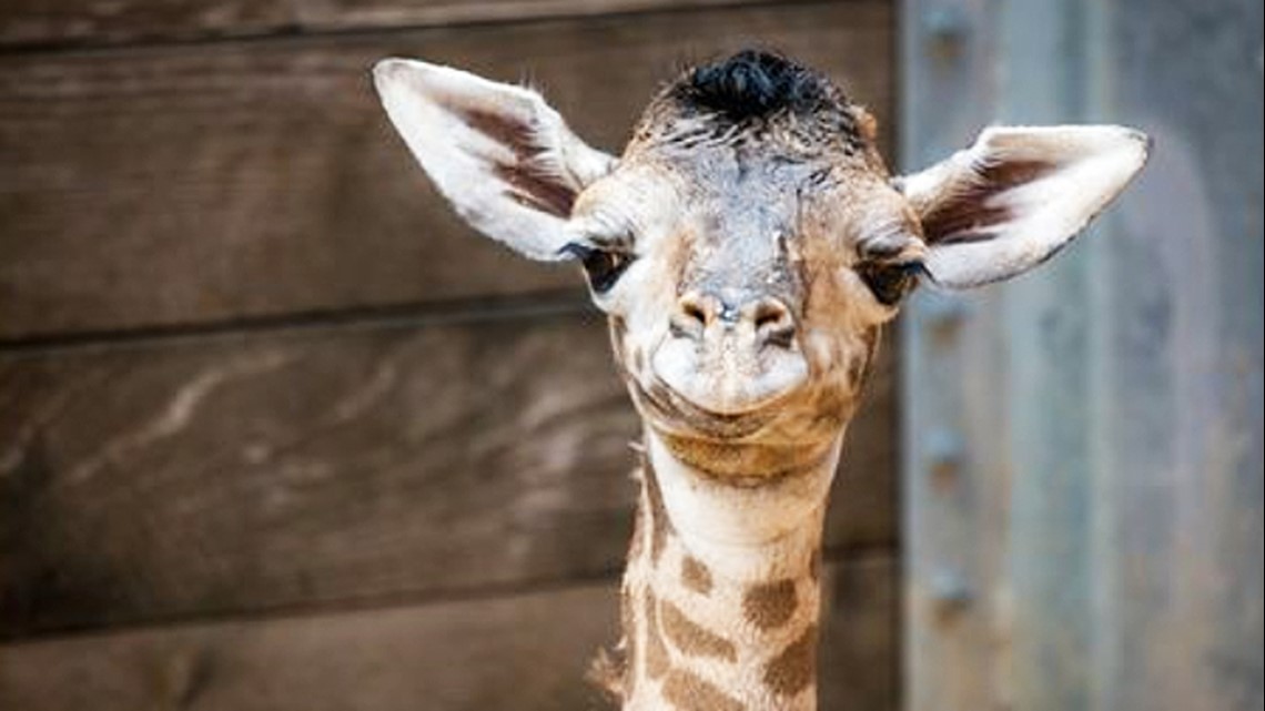 Houston Zoo welcomes birth of baby giraffe | khou.com