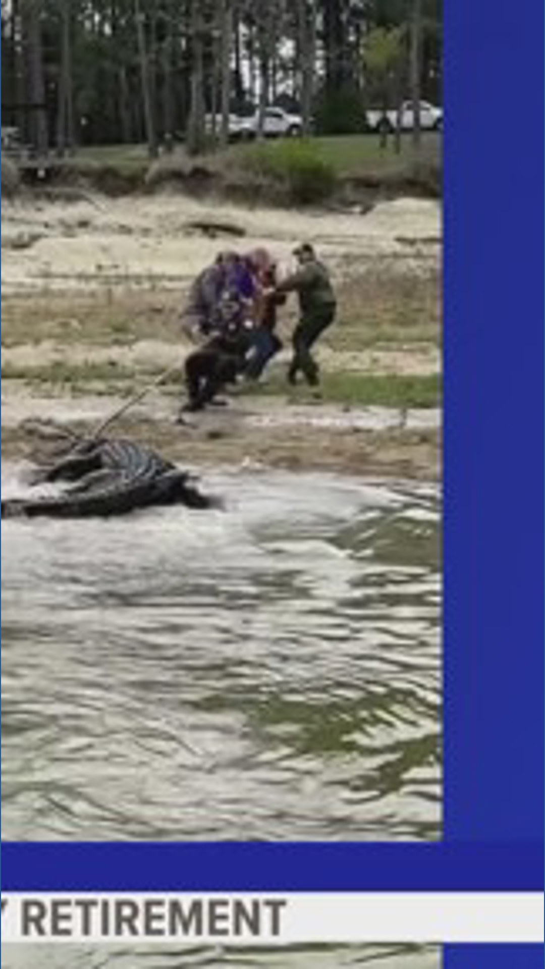 500-pound, 13-foot alligator rescued from Lake Sam Rayburn, sent to ...