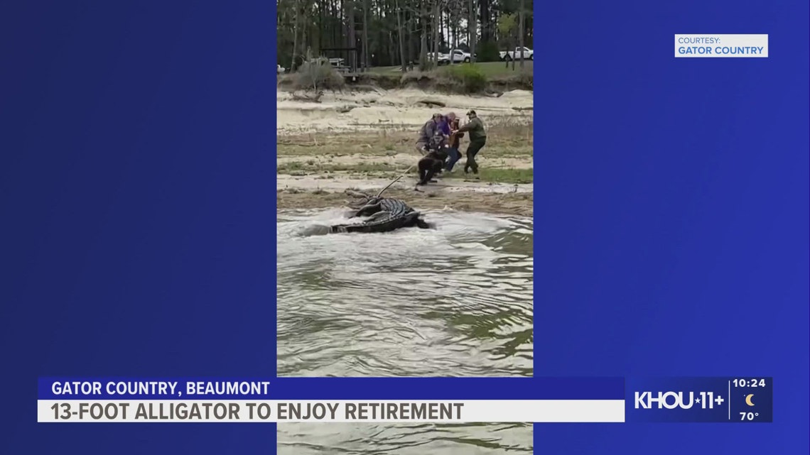 500-pound, 13-foot alligator rescued from Lake Sam Rayburn, sent to ...