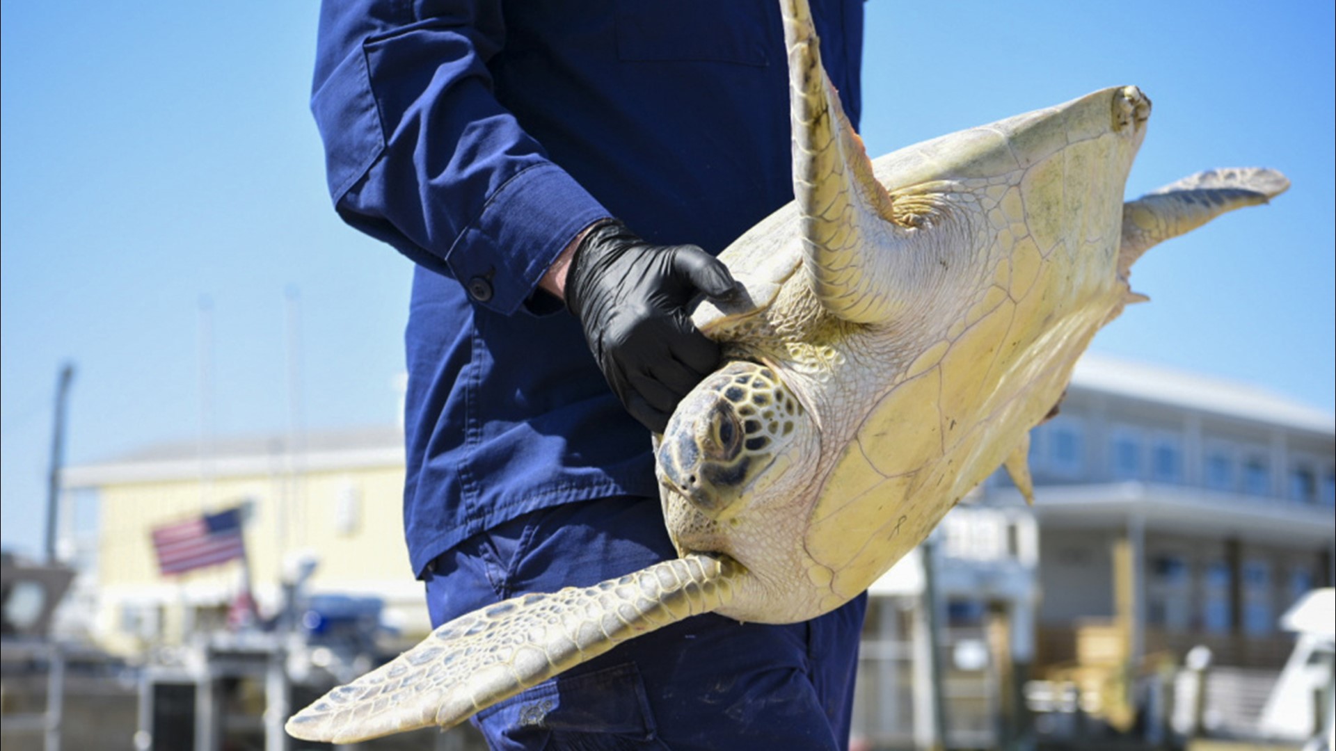 Rescued sea turtles released back into Gulf of Mexico | khou.com