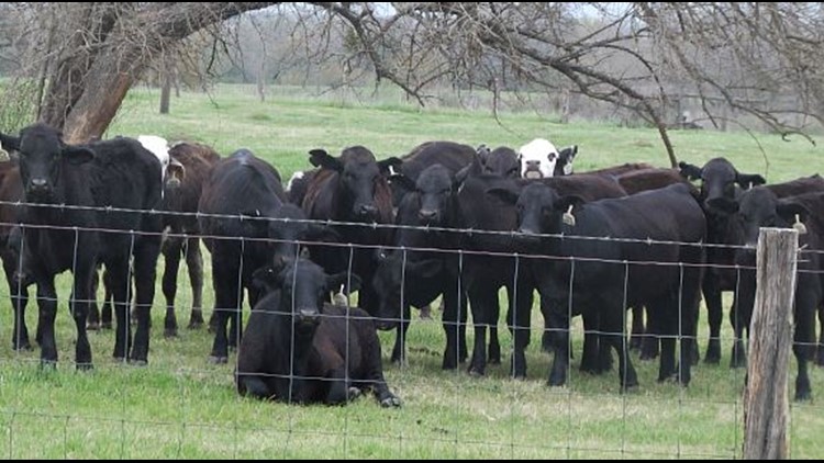 Cattle theft a modern day issue | khou.com