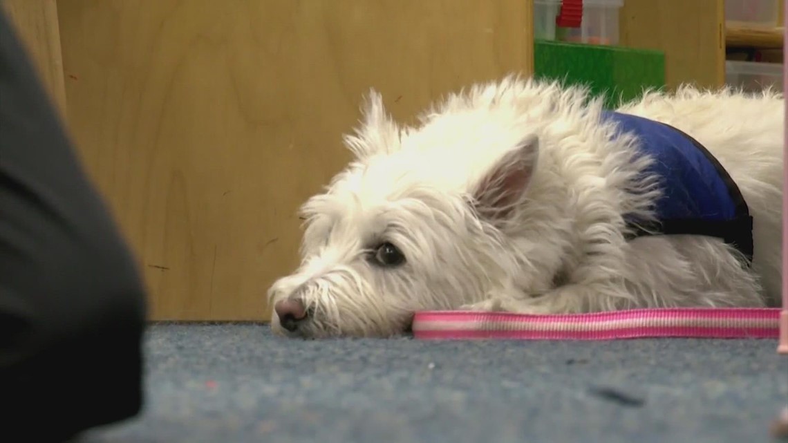 How to spot signs of depression and anxiety in your dog | khou.com