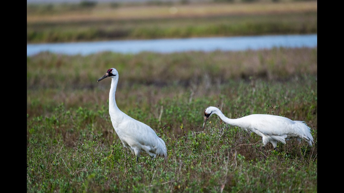 Houston Zoo's Texas Wetlands opens May 24th with bald eagles ...
