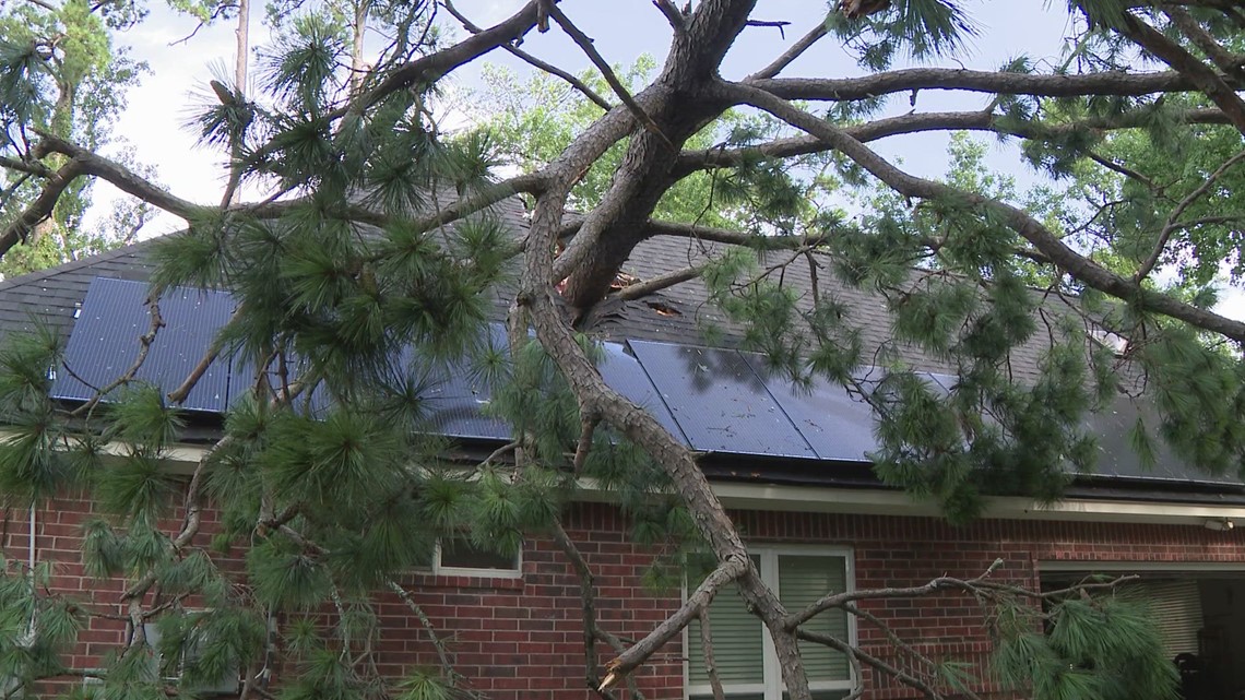 Winds topple giant pine tree, nearly splitting Spring home in half ...