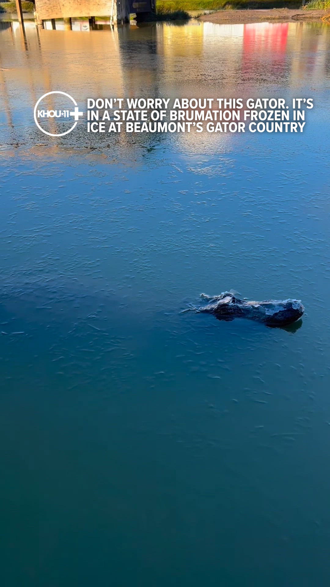 How one Texas gator rode out the freeze | khou.com