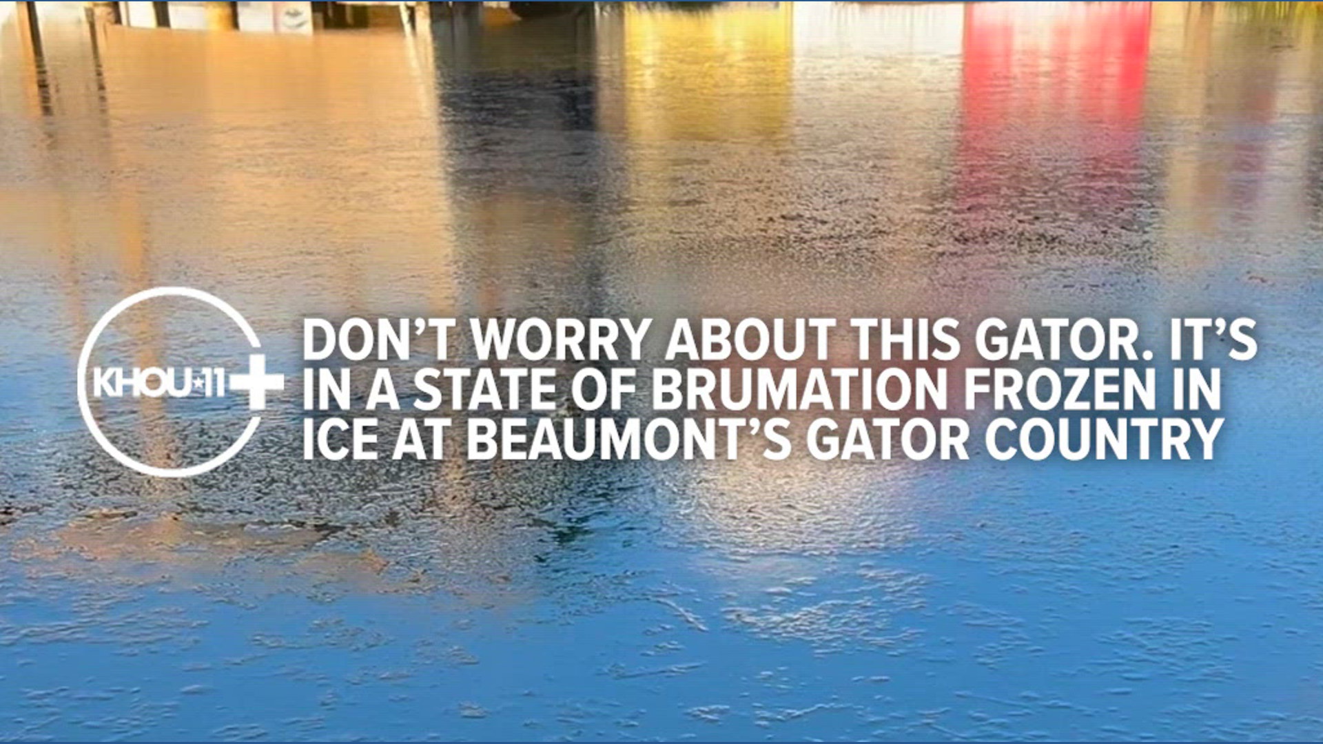 How one Texas gator rode out the freeze | khou.com