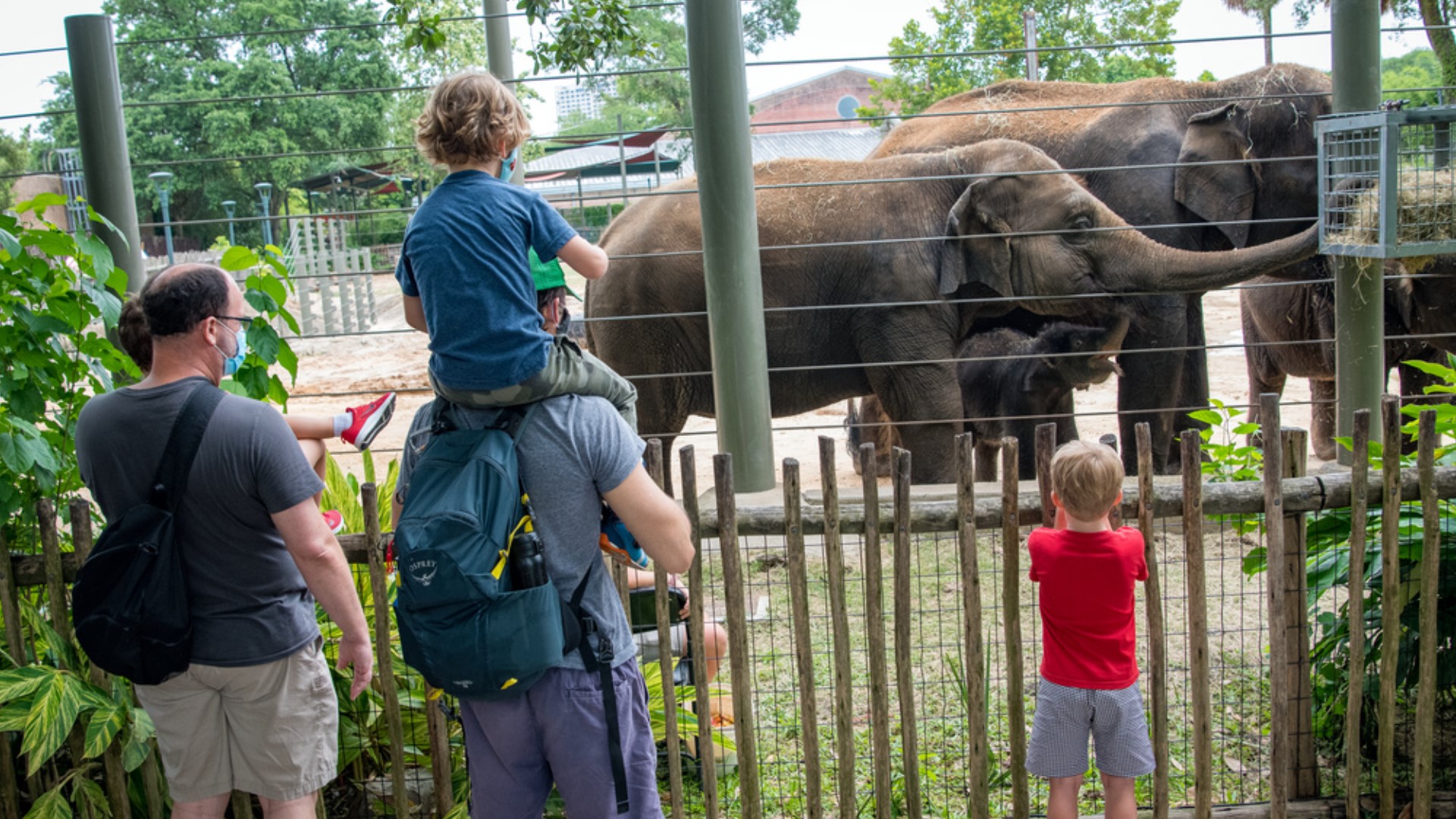 Houston Zoo reopens Wildlife Carousel, Wortham World of Primates | khou.com