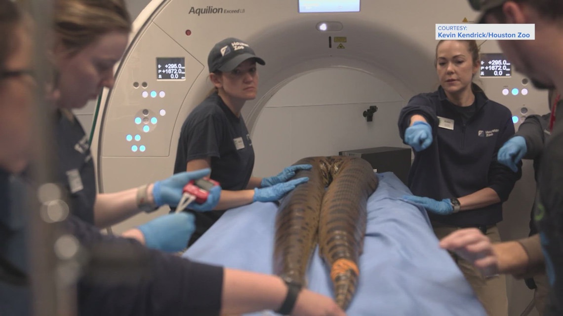 Houston Zoo uses new CT scanner to care for aging animals | khou.com